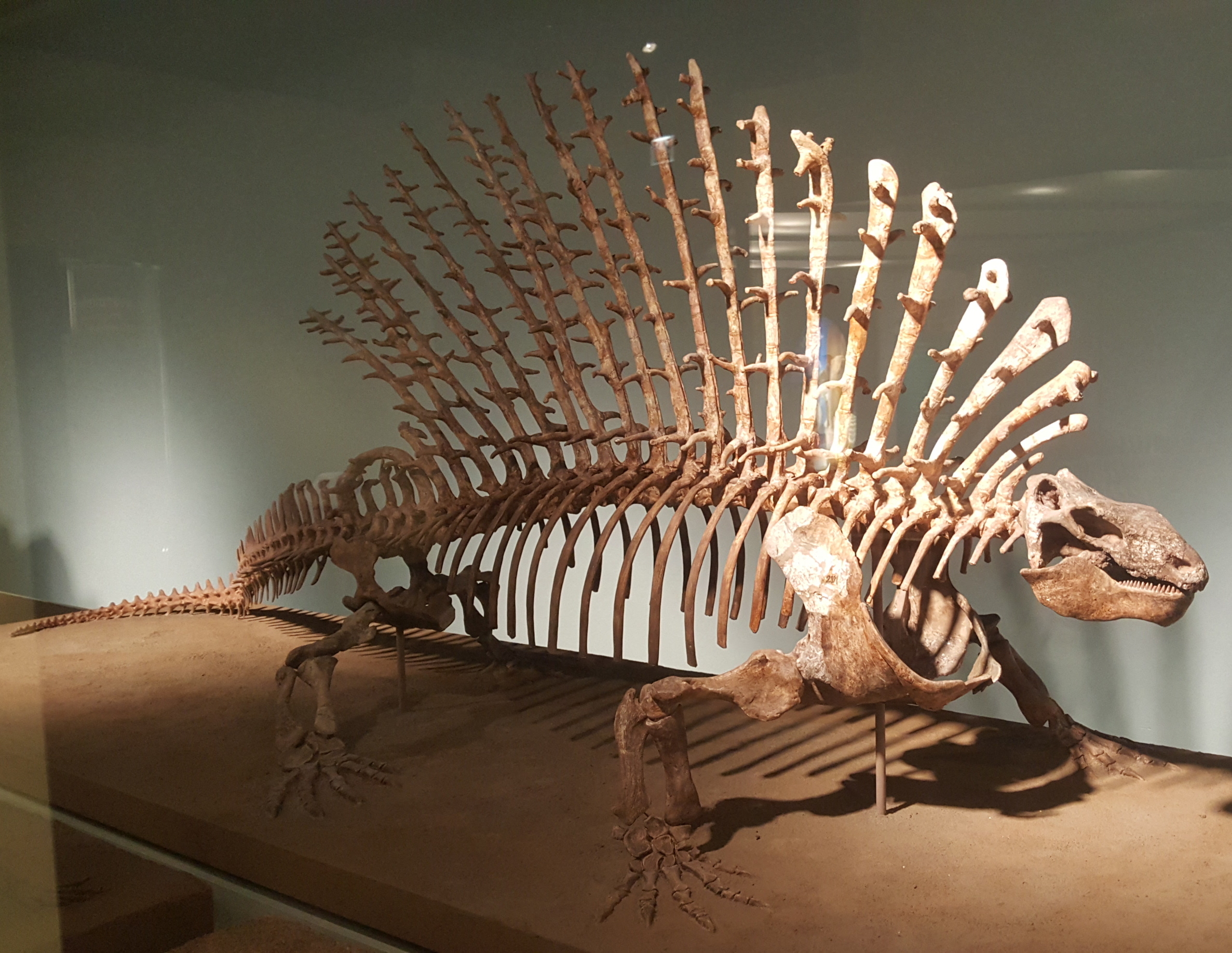 Edaphosaurus Fossil